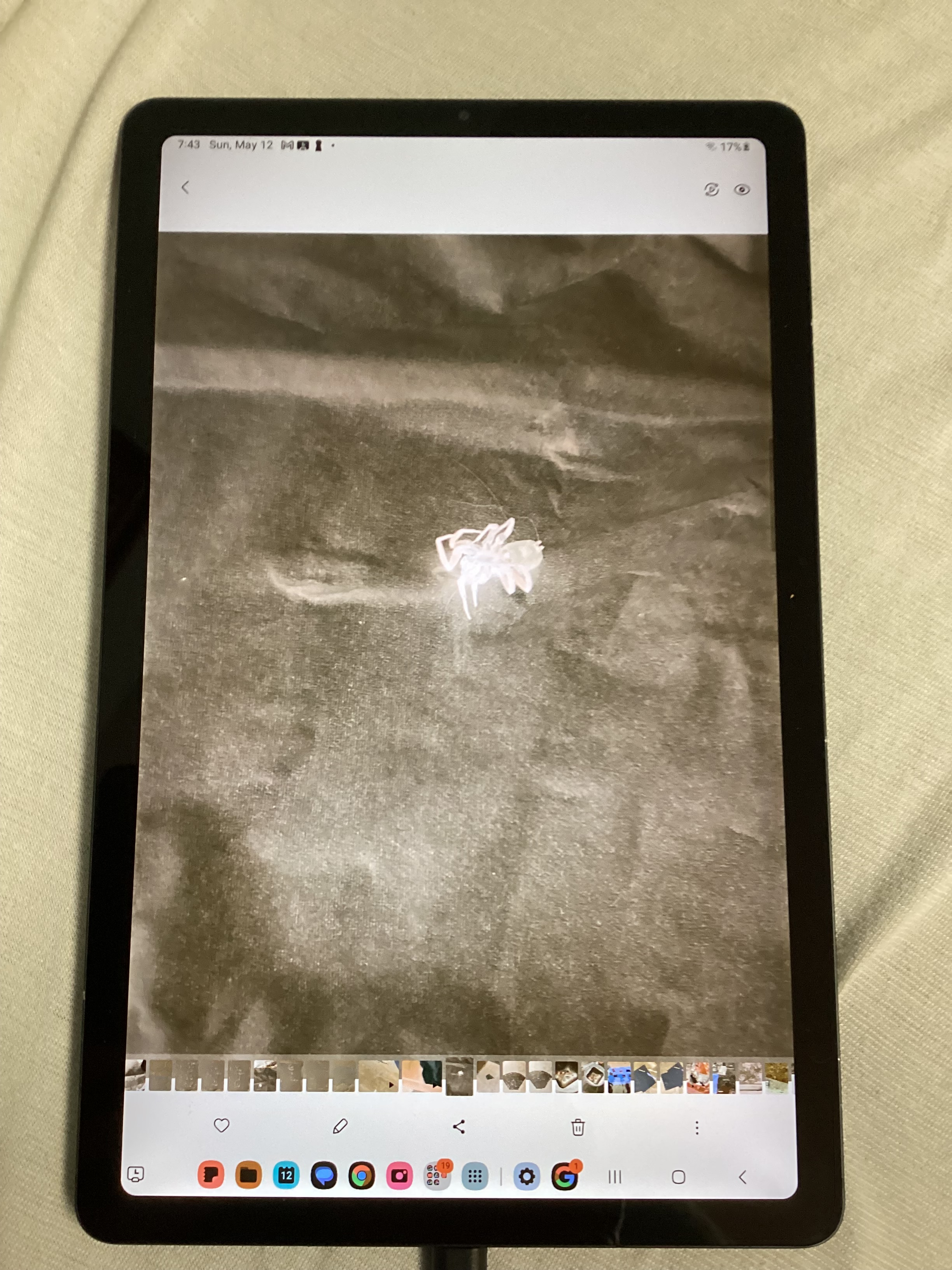 about bug phobia – nccotus